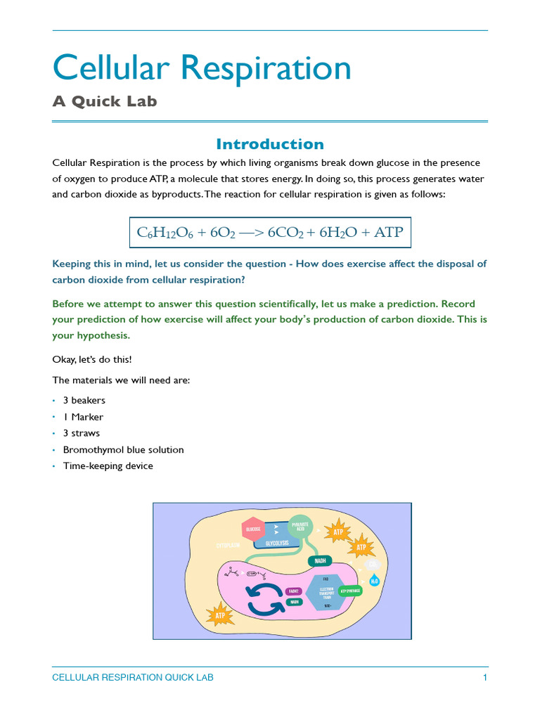 Cellular Respiration Quick Lab | PDF | Cellular Respiration | Chemistry