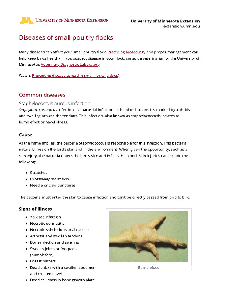 Diseases of Small Poultry Flocks - UMN Extension | PDF | Poultry ...