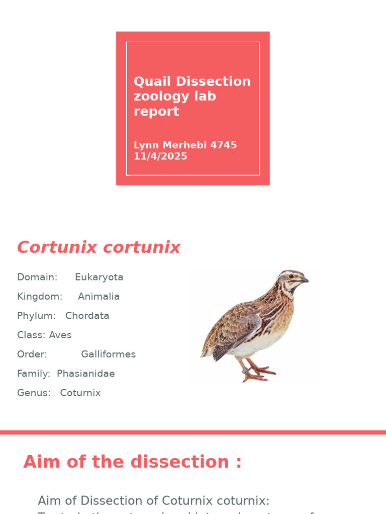 Quail Dissection | PDF