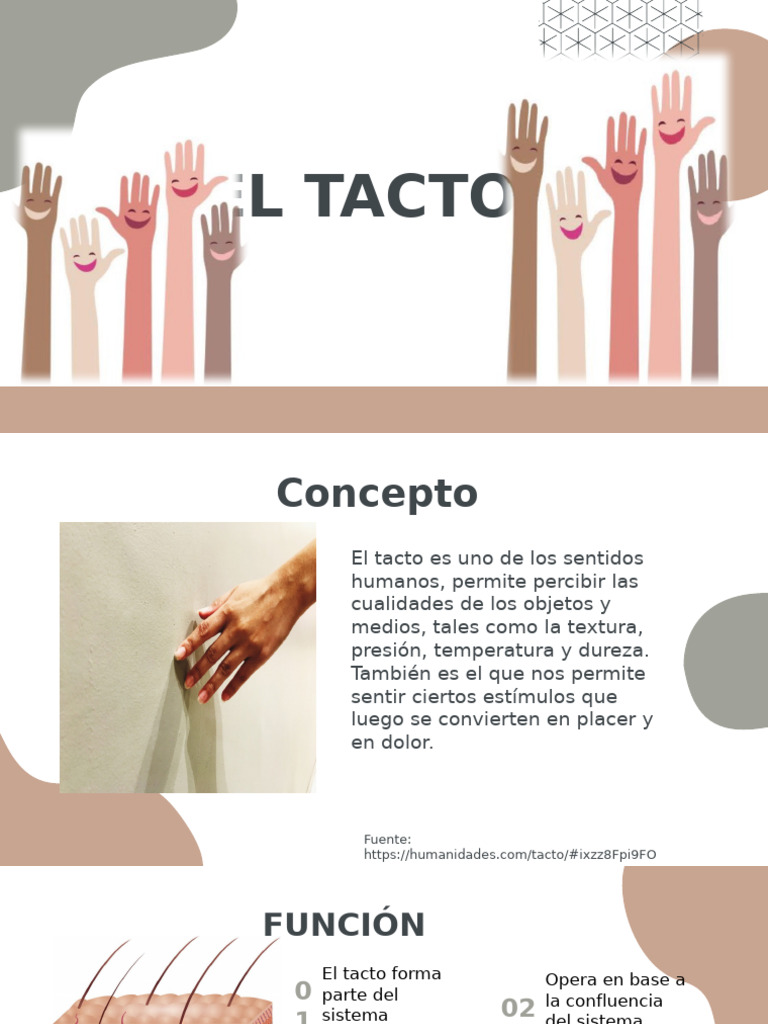 El TACTO | PDF | Piel | Órgano (anatomía)