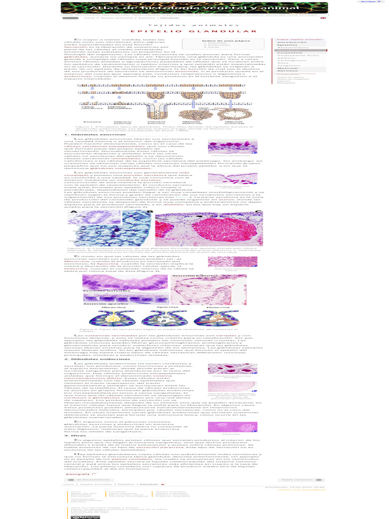 Tejidos Animales. Tejido Epitelial. Glandular. Atlas de Histología Vegetal y Animal | PDF ...
