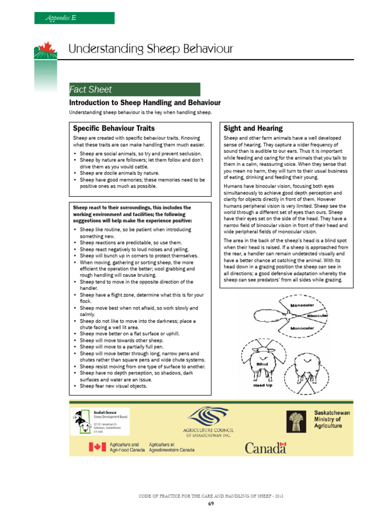 Understanding Sheep Behaviour Guide | PDF | Sheep | Visual Perception