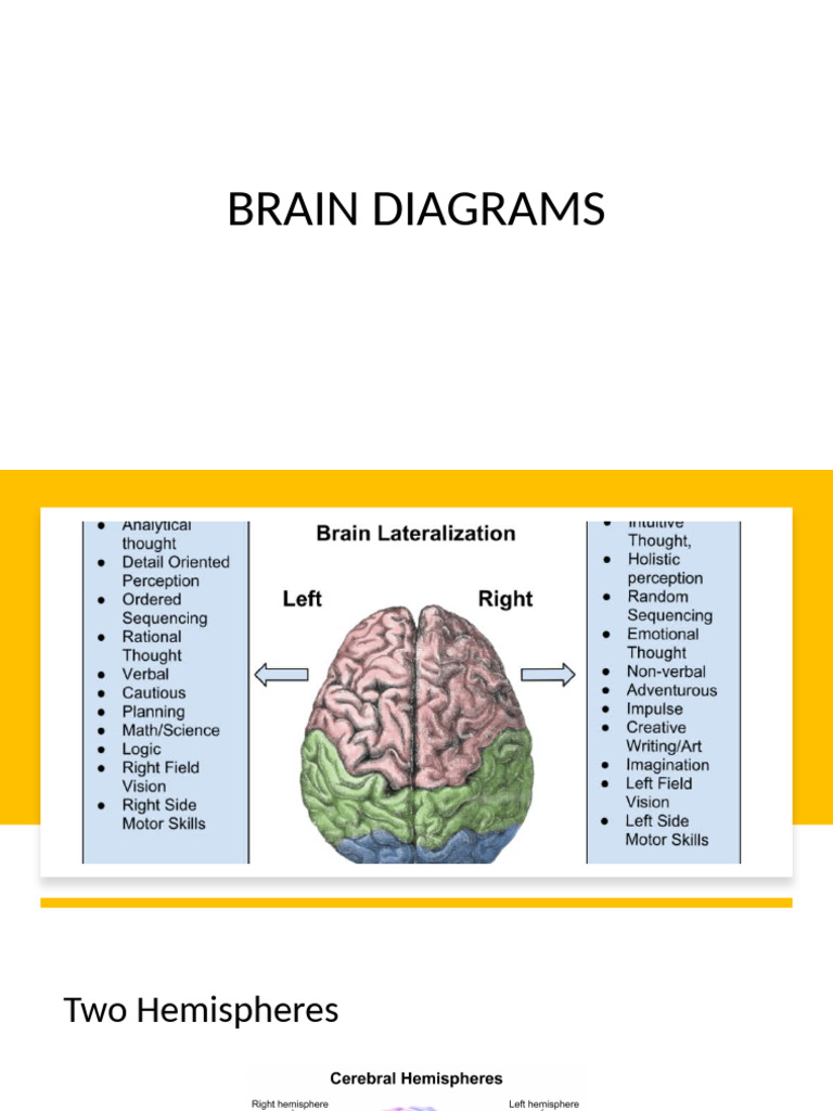 Brain Diagrams & Functions | PDF