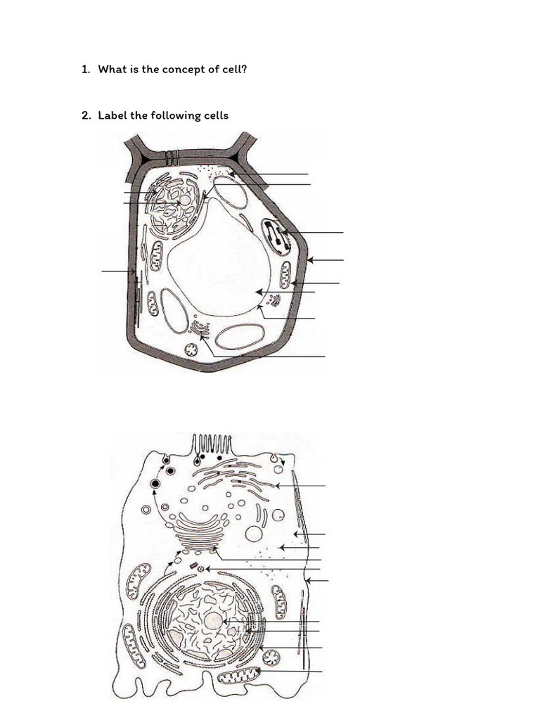 grade 10 unit 6 unit tets paper with answers | PDF | Ploidy | Cell ...