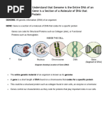 Genetics Packet Answer Key | PDF | Dominance (Genetics) | Genotype