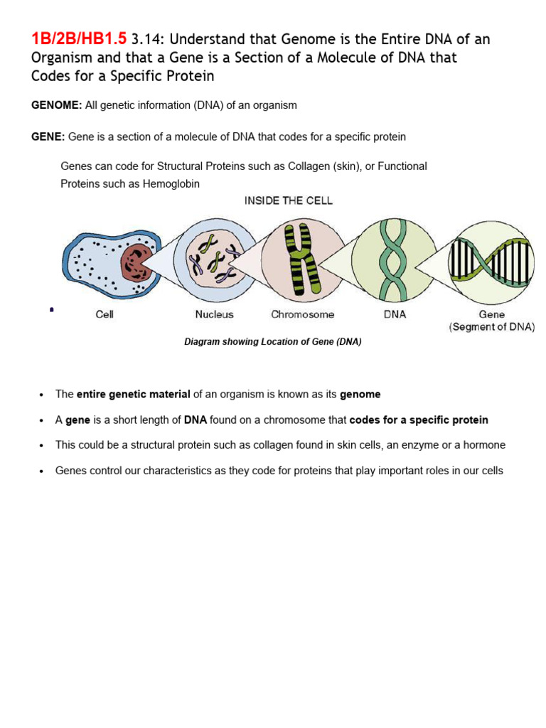 Understanding Codominance in Genetics | PDF | Dominance (Genetics) | Rna