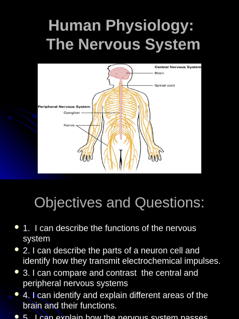 Human Nervous Sys Lect | PDF | Motor Neuron | Nervous System