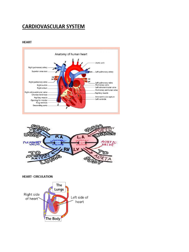 Cardiovascular System | PDF
