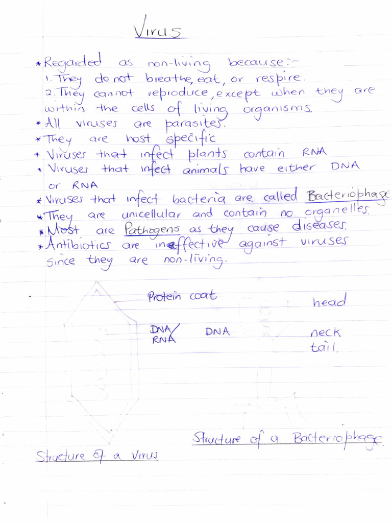 Grade 11 Term 1 | PDF