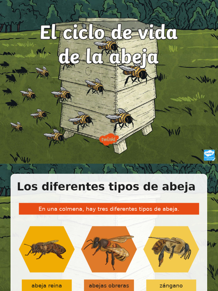 El Ciclo de Vida de La Abeja | PDF | Western Honey Bee | Abejas