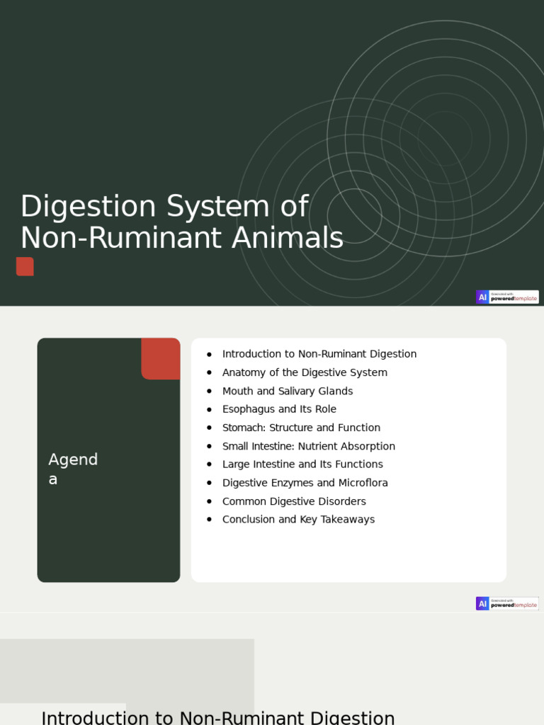 Non Ruminant Digestive System | PDF | Digestion | Stomach