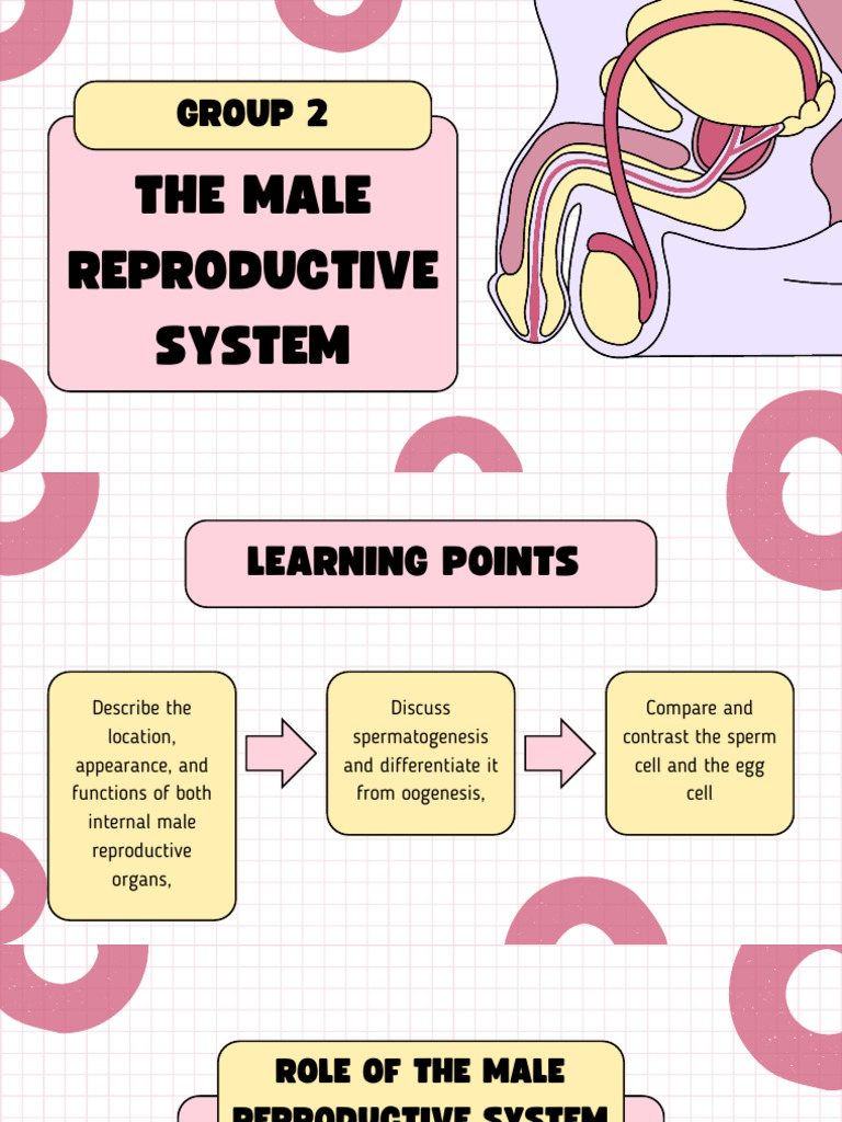 Male Reproductive System Biology Presentation in A Bold Pink Style ...