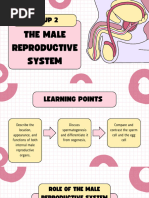 Labelled - Diagram - Male - Reproductive - System | PDF | Science ...