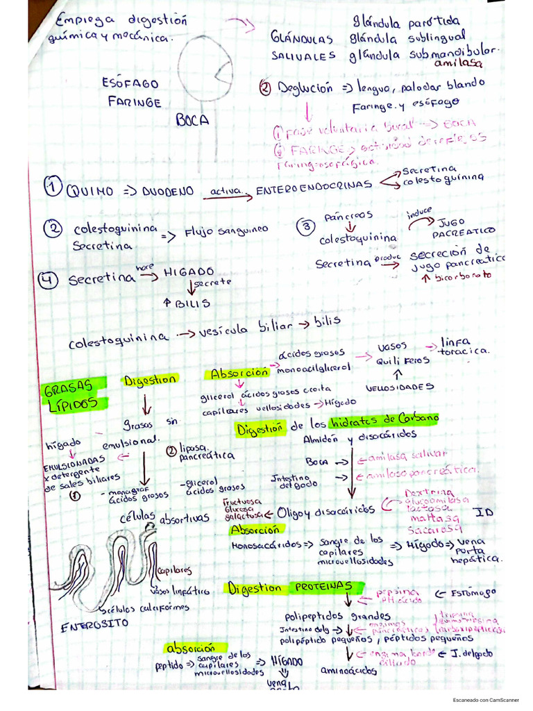 Absorción | PDF