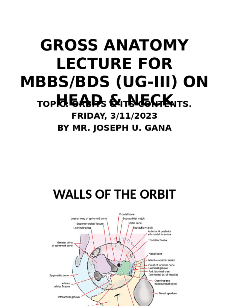 Anatomy of the Orbit: Structure & Function | PDF | Human Anatomy ...