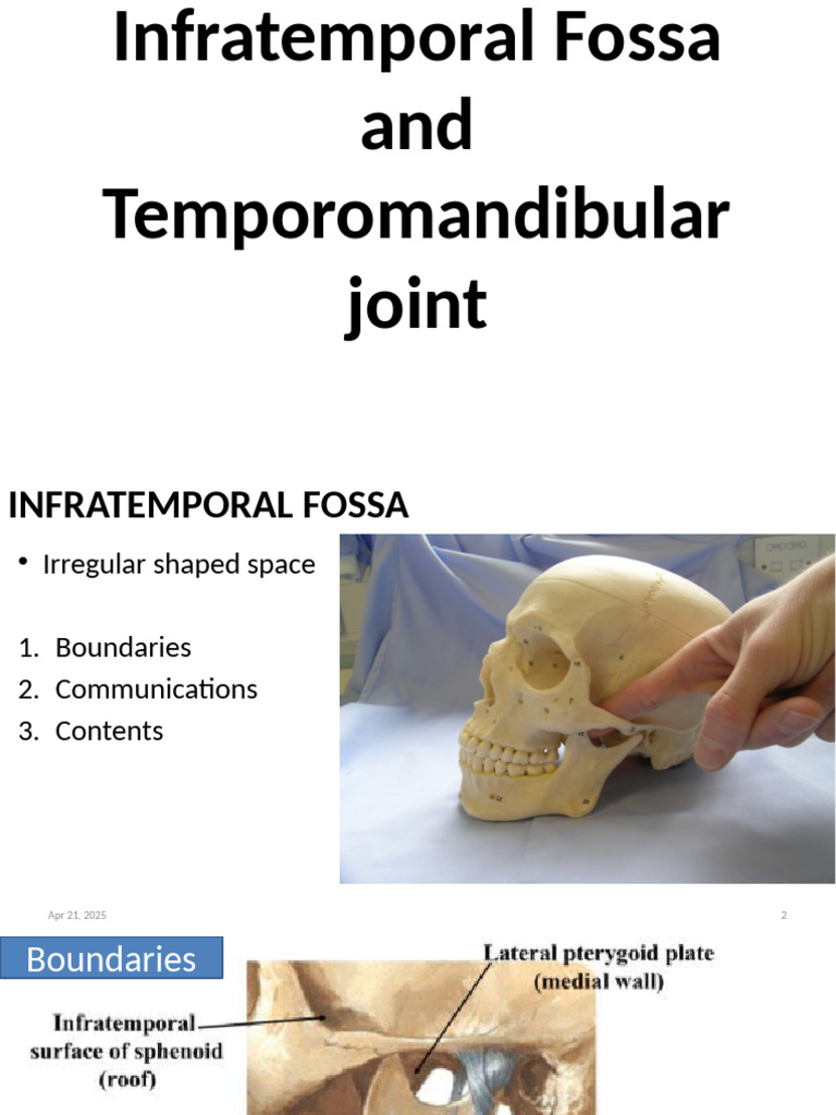 Infratemporal Fossa & TMJ | PDF