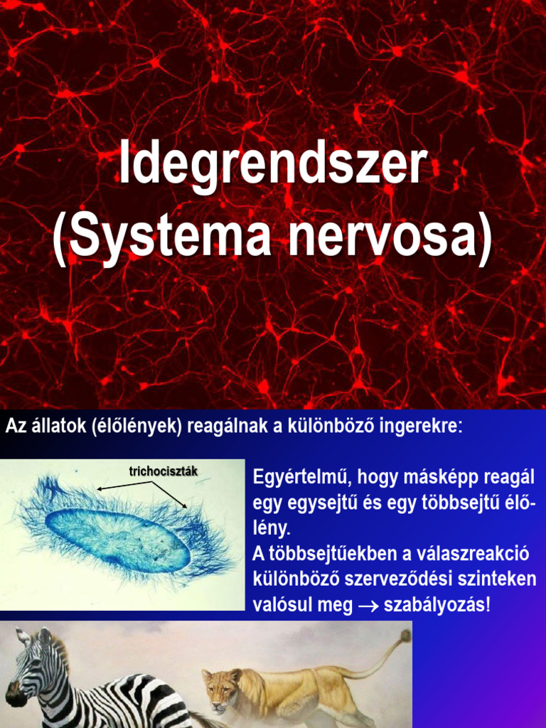 9_Idegrendszer | PDF
