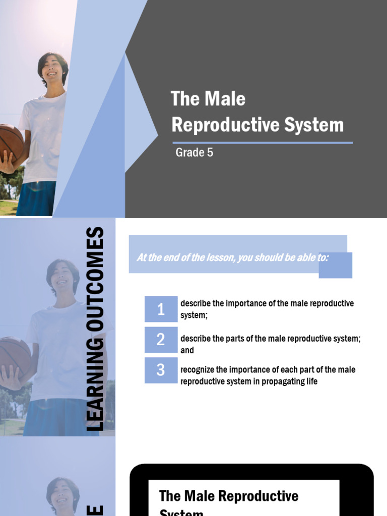 Understanding the Male Reproductive System | PDF | Reproductive System ...