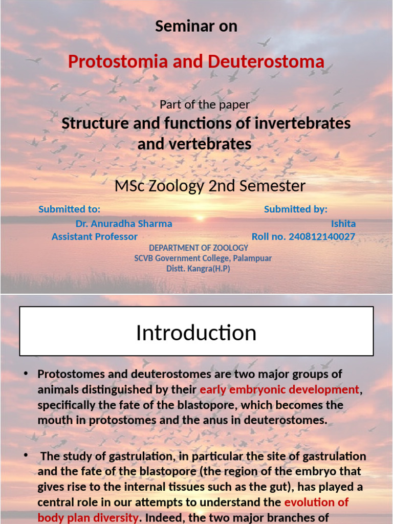 Protostomia and Deuterostome | PDF | Anatomy | Developmental Biology