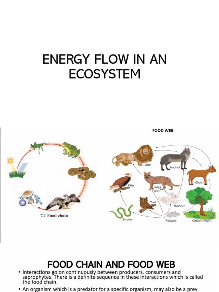 Energy Flow in An Ecosystem | PDF | Ecosystem | Oxygen