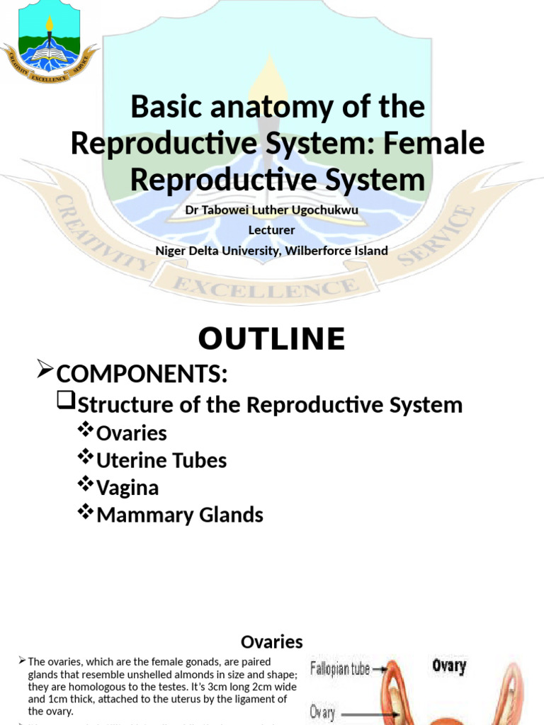 ANA Female Reproductive System | PDF | Ovary | Vagina