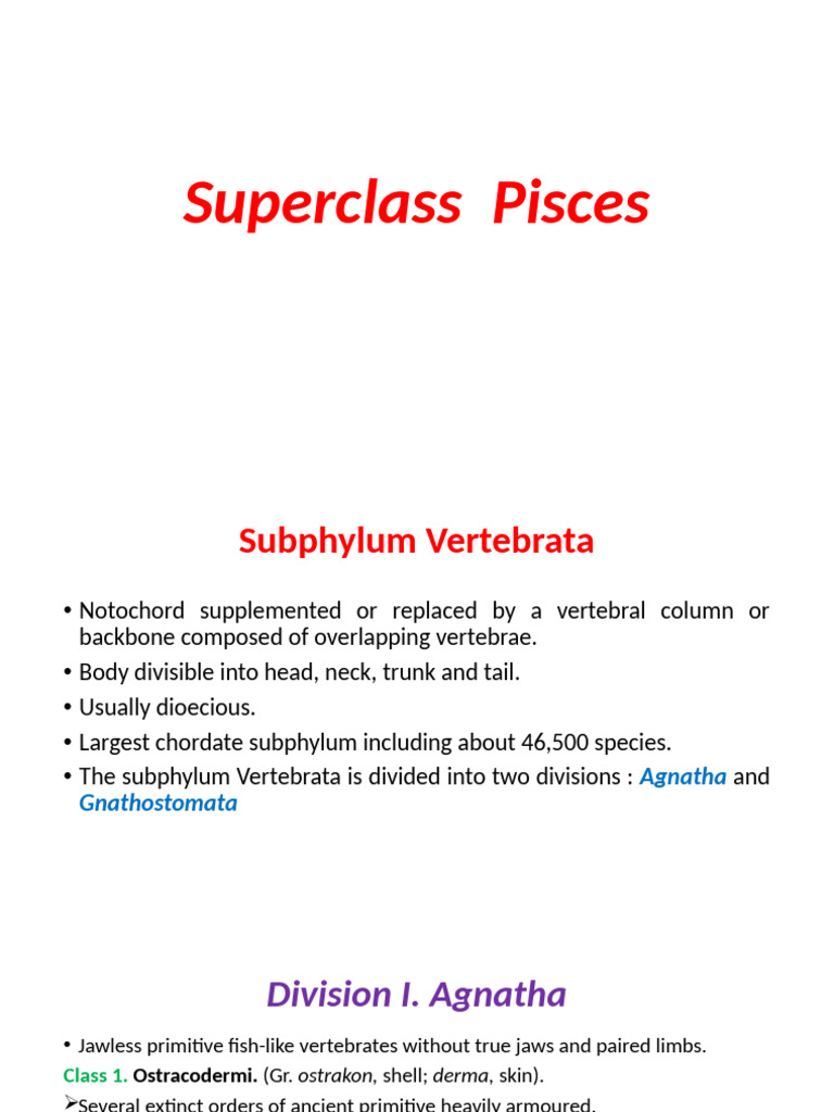Chordates - Fishes | PDF | Vertebrates | Fish