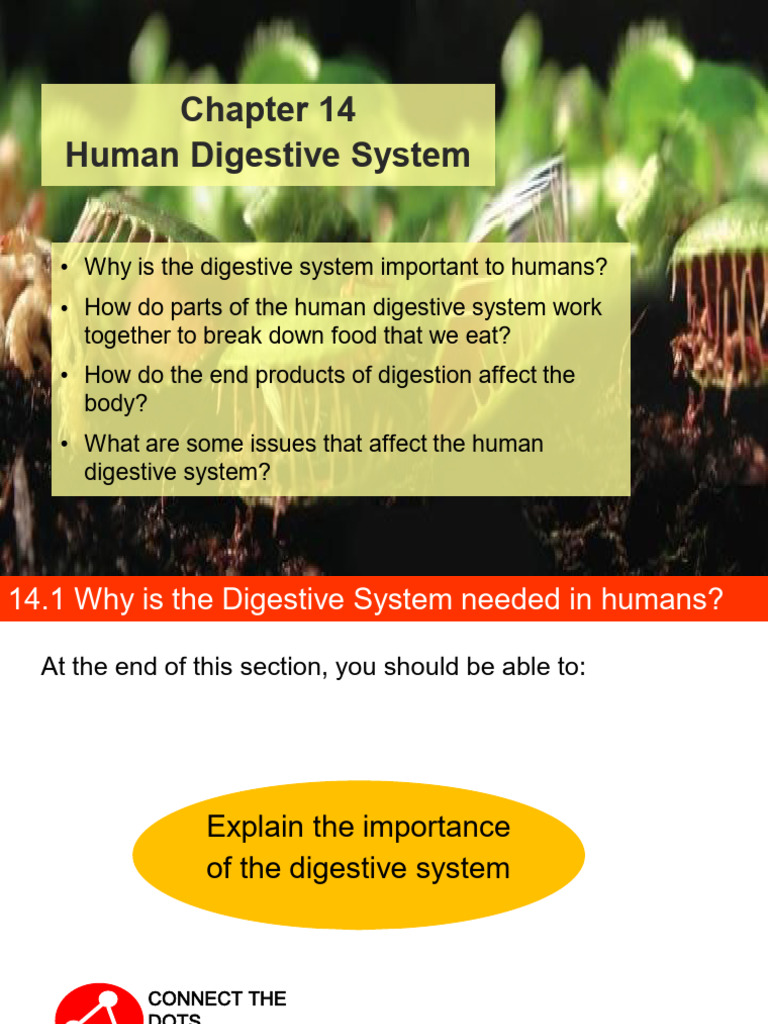 Ch14 Human Digestive System 2024 | PDF | Digestion | Stomach