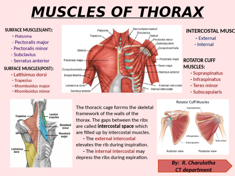 Thorax Muscle Anatomy Overview | PDF