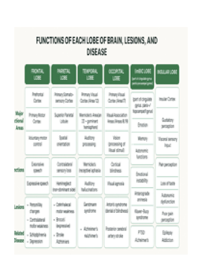 Brain Lobes Functions With Infographic | PDF | Temporal Lobe | Cerebral Cortex