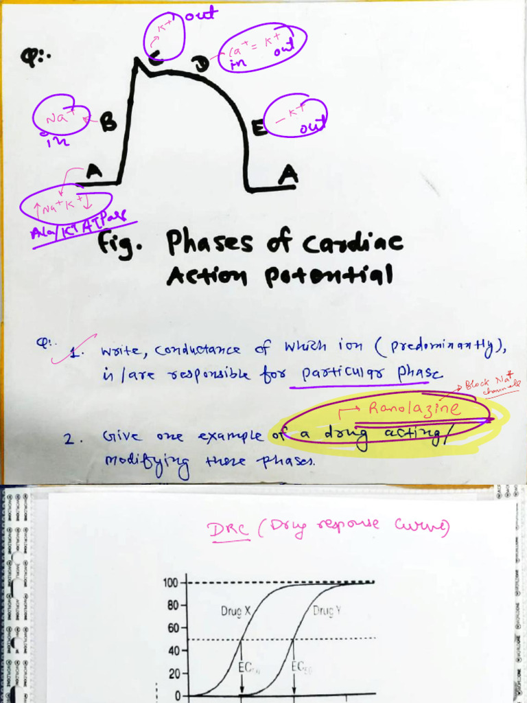 Pharma CAL Prac-1 | PDF
