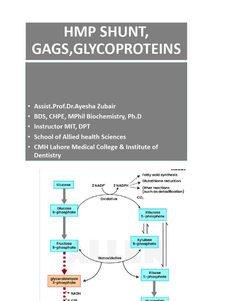 HMP Shunt GAGS, Glycoproteins 9-4-25 DR - Ayesha Zubair PDF | PDF