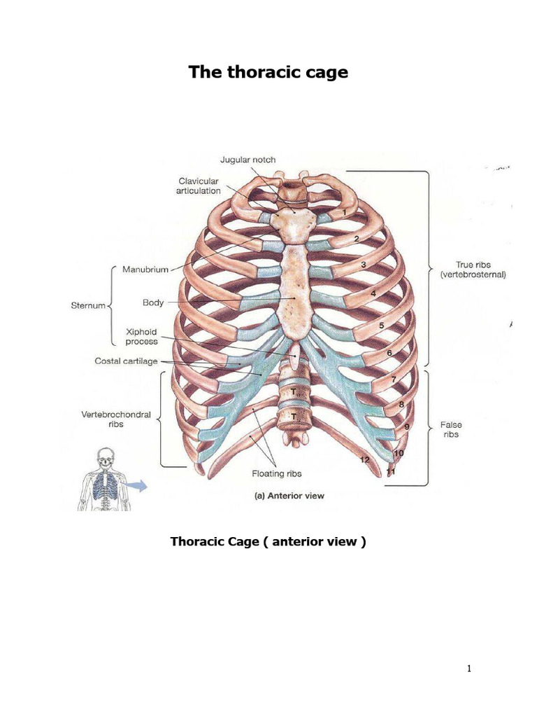 The Thoracic Cage For Respiratory Department | PDF | Vertebra | Thorax