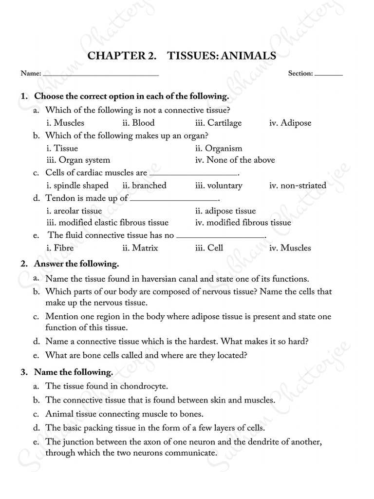 Animal Tissue Worksheet | PDF