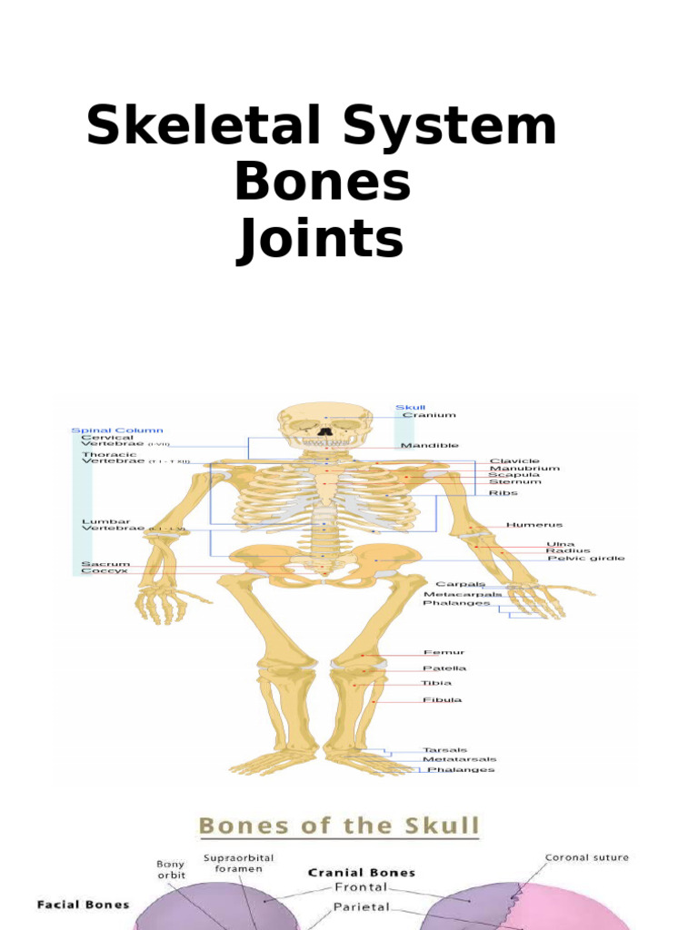 Skeletal System | PDF