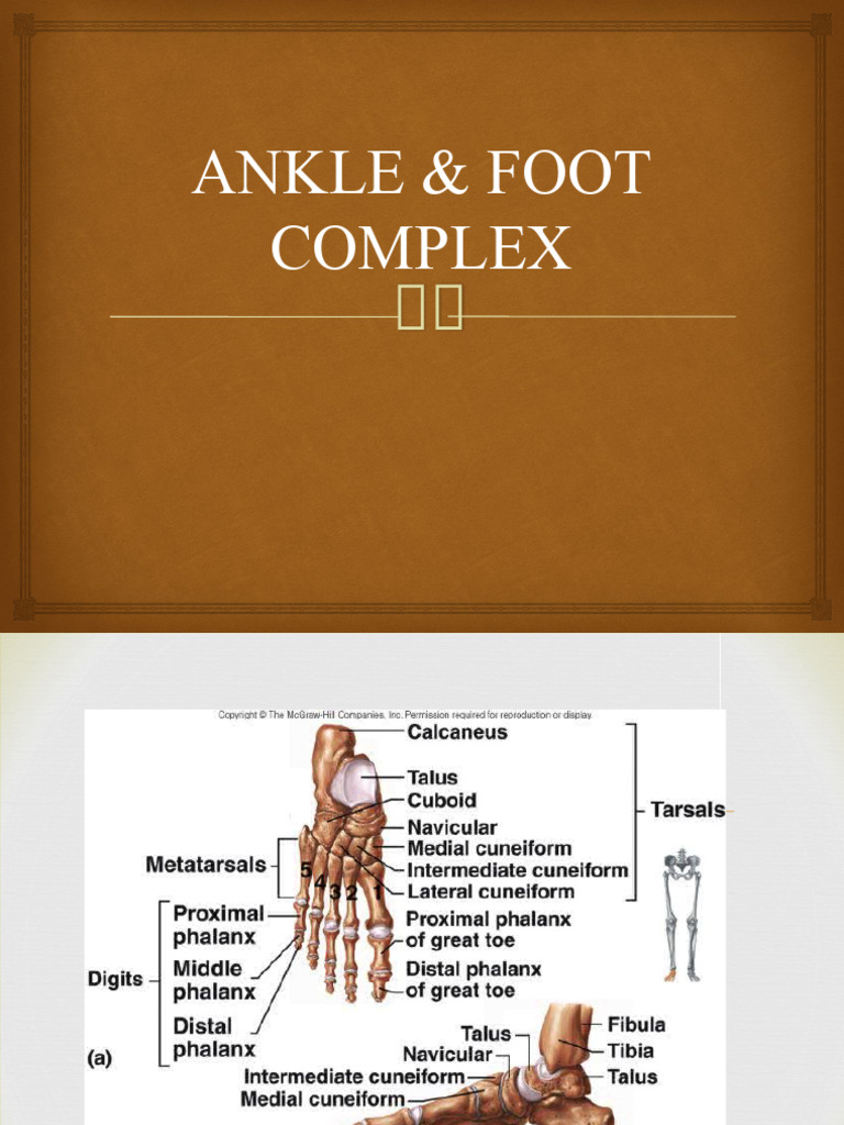 Ankle and Foot Complex Part 1 | PDF
