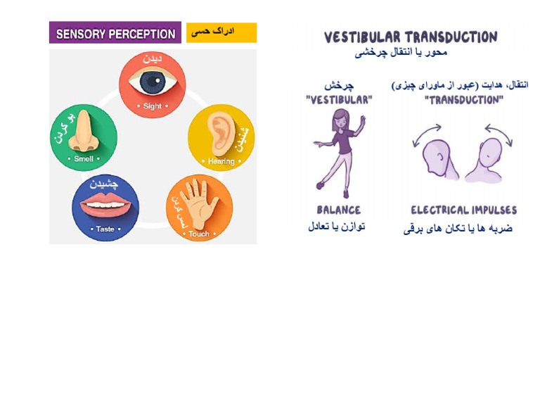 Sensory Perception | PDF