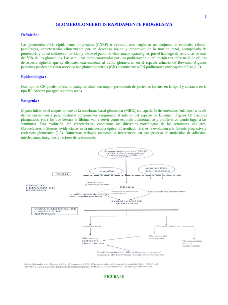 Glomerulonefritis Rapidamente Progresiva | PDF | Riñón | Especialidades Medicas