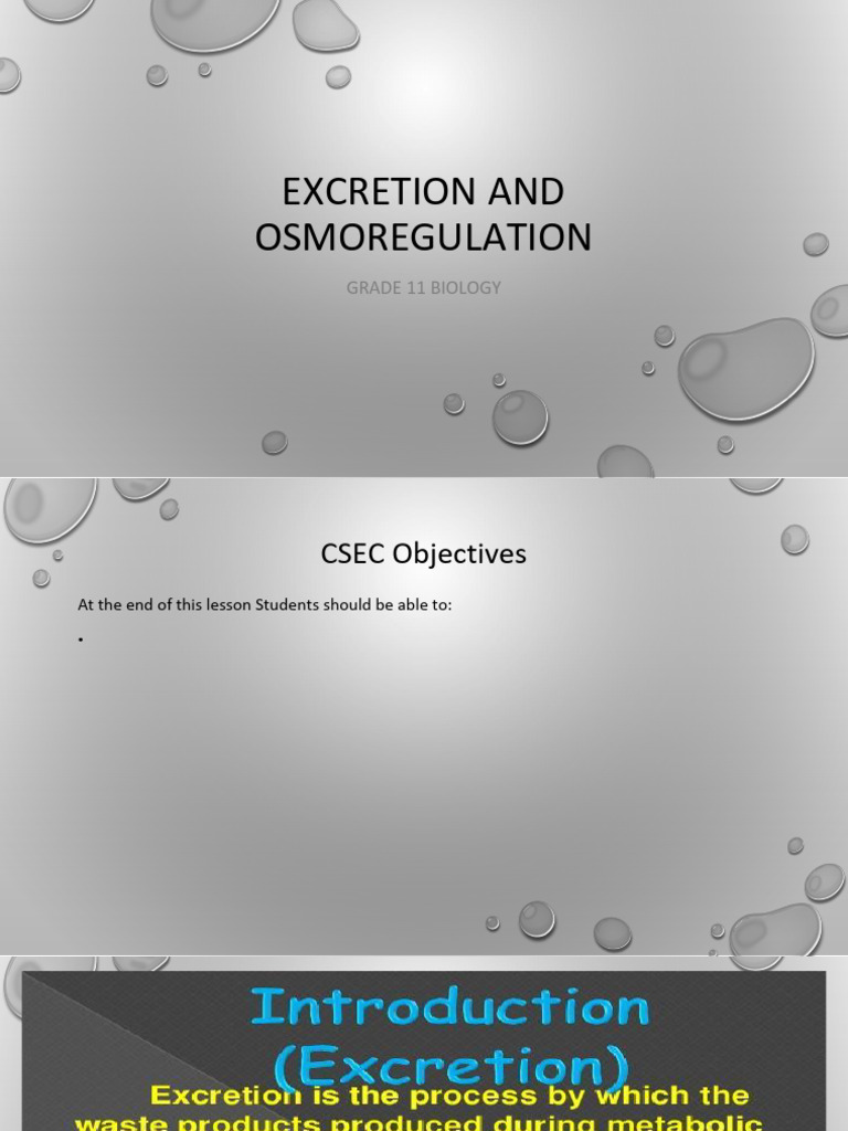Excretion and Osmoregulation in Humans | PDF | Kidney | Physiology