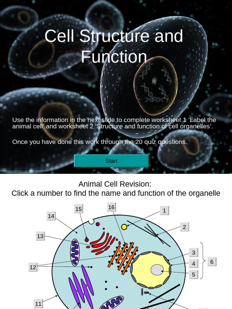 Animal Cell Structure and Function Student | PDF | Endoplasmic Reticulum | Cell (Biology)