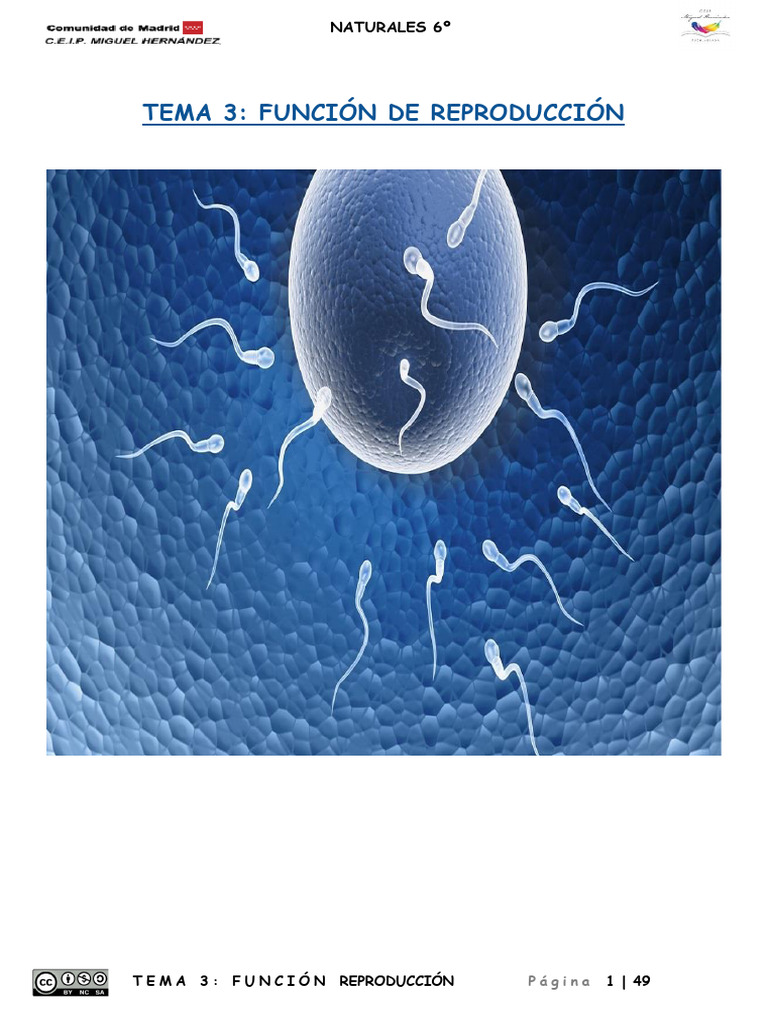 Tema 3 Funcion de Reproduccion 6o P | PDF | Sistema reproductivo | Ovario