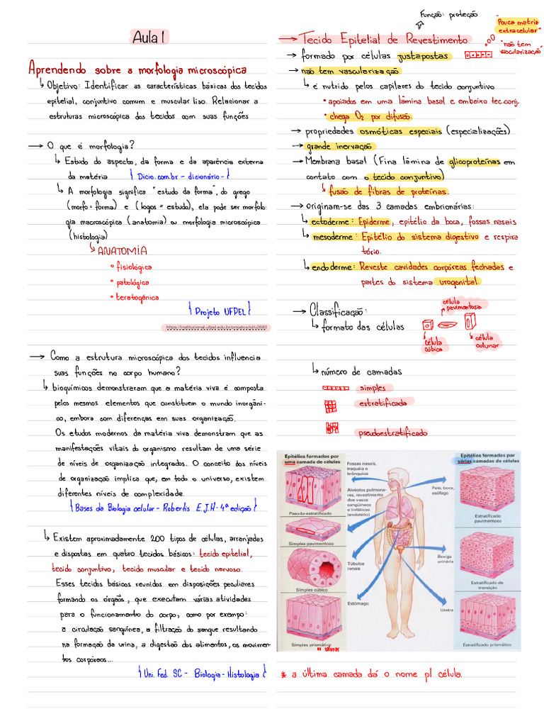 Aprendendo Sobre A Morfologia Microscópica | PDF | Epitélio | Tecido ...