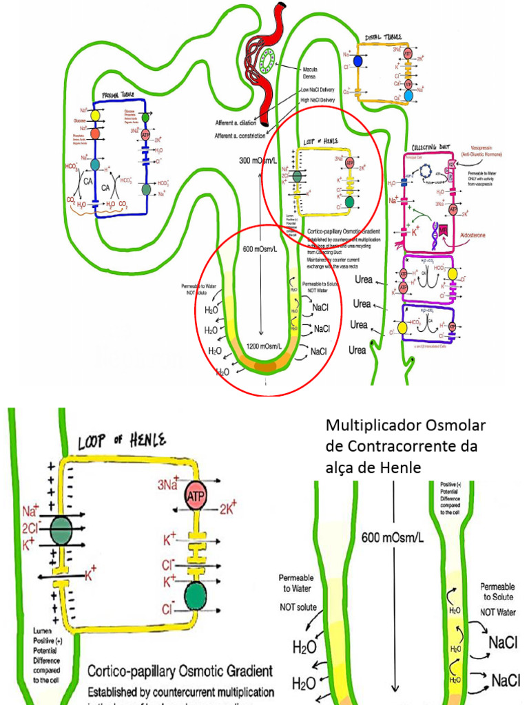 Osmolar Multiplication in Henle's Loop | PDF