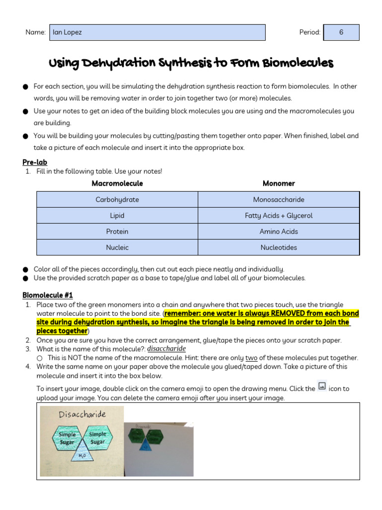 Bio P Dehydration Synthesis Activity | PDF | Biomolecules | Macromolecules