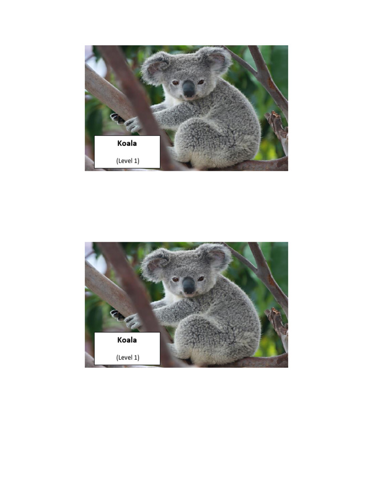 Koala (Level 1) | PDF