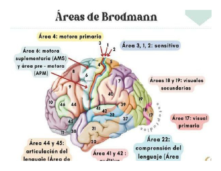 Brodman | PDF