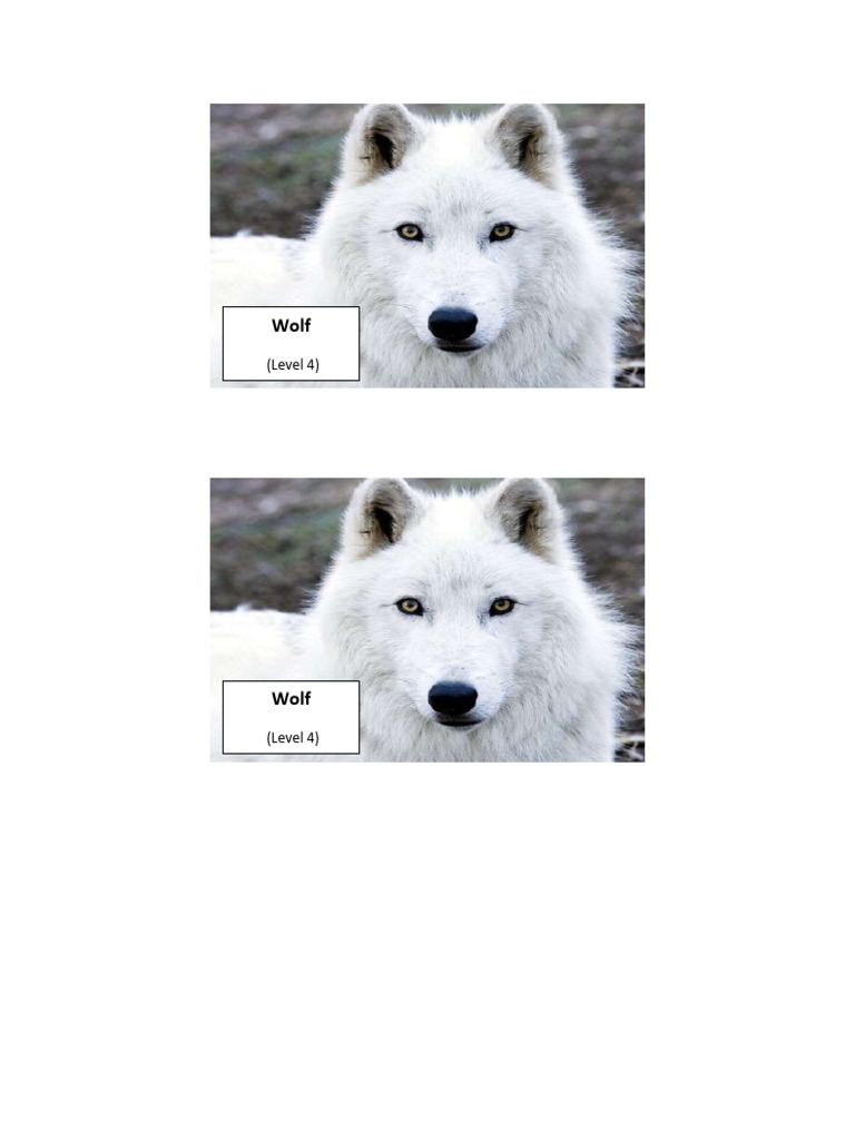 Wolf (Level 4) | PDF