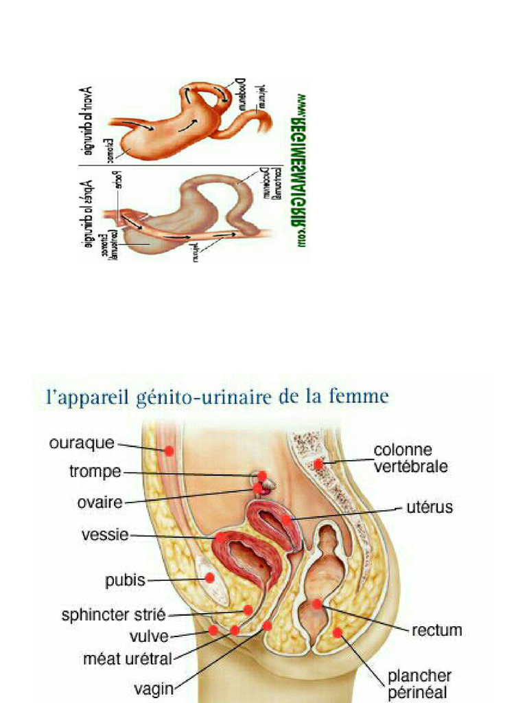 Cour Biologie | PDF