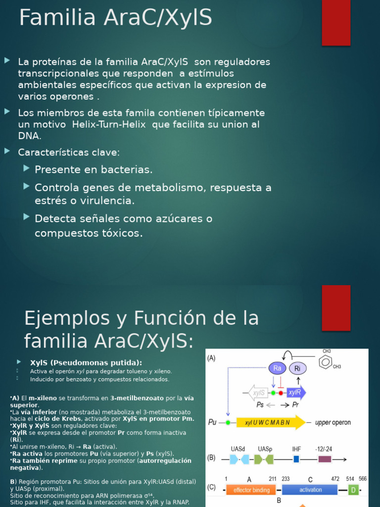 Familia AraC XylS Operon Arabinosa | PDF | Operón | Bioquímica