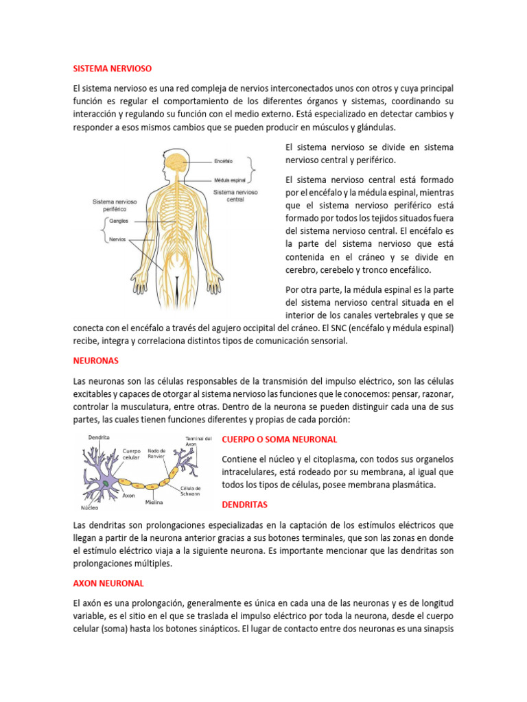 Sistema Nervioso | PDF | Sistema nervioso | Neurona