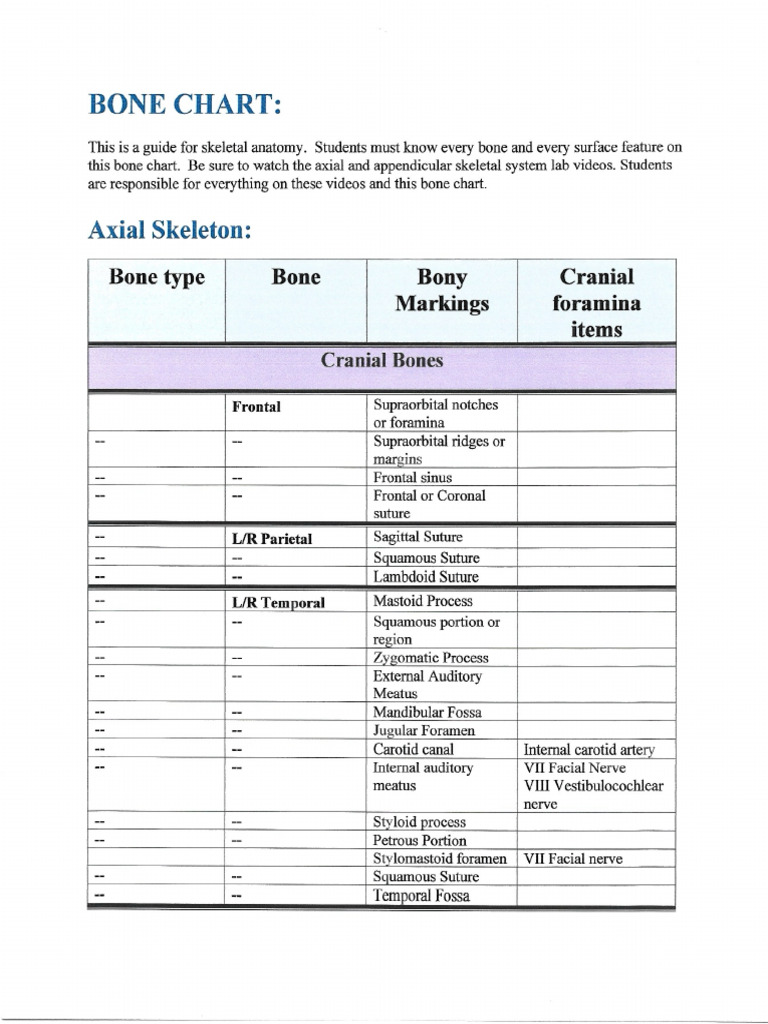 Bone Chart | PDF